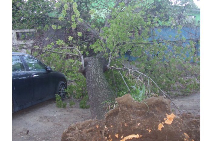 Familia femeii strivite de un copac în capitală va primi un ajutor de ...